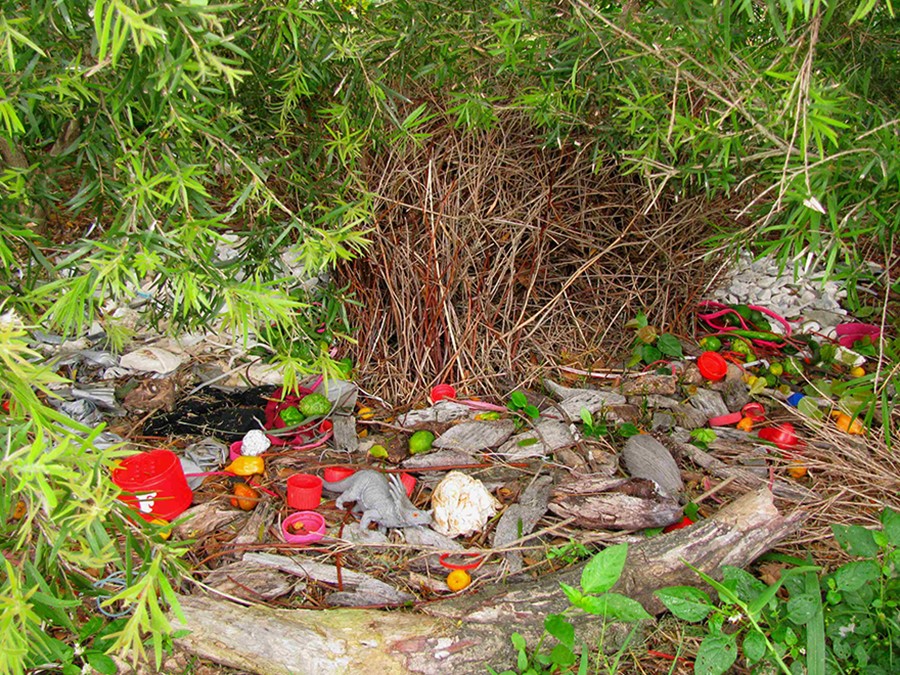 Las prodigiosas dotes arquitectónicas e interioristas del pergolero o ...