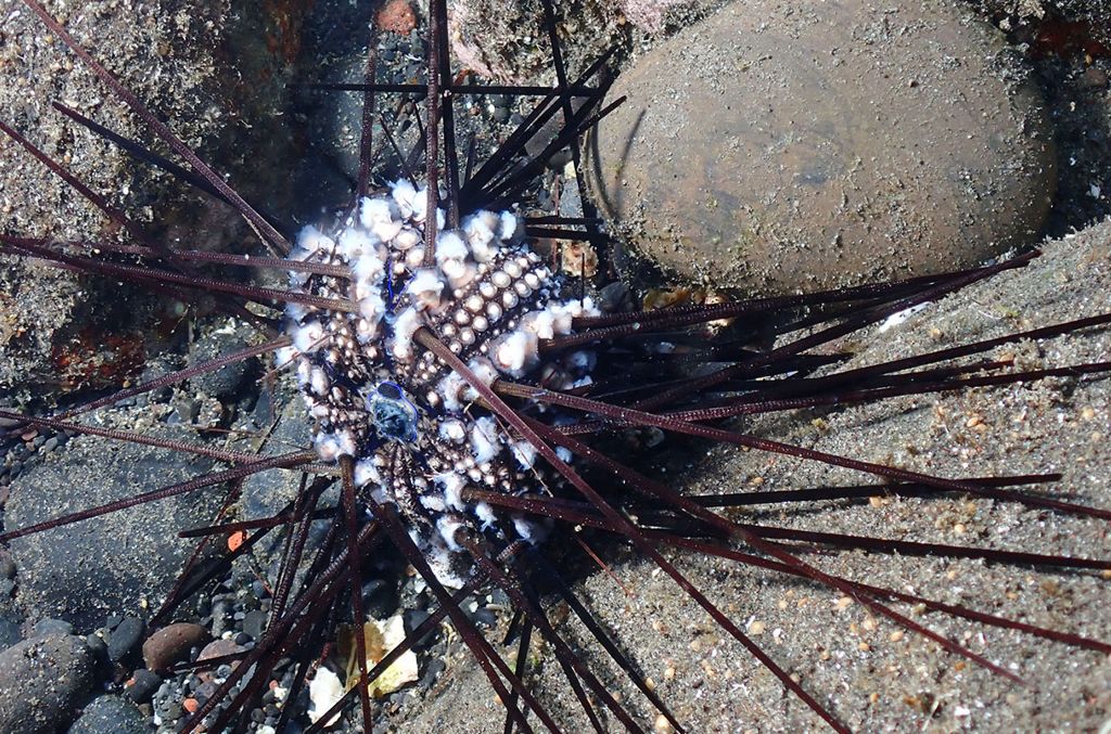 Una plaga que afecta a los erizos de mar los está diezmando - TRIPLENLACE