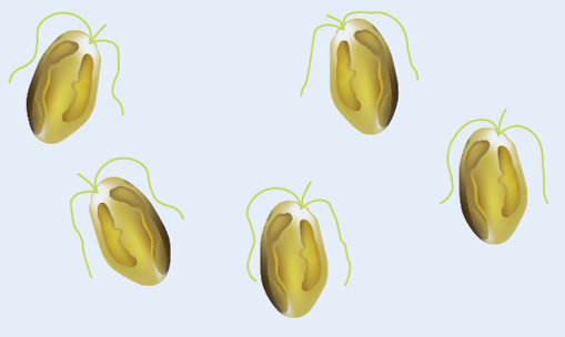 PKZILLA-1 es la proteína más pesada jamás encontrada y produce toxinas ...