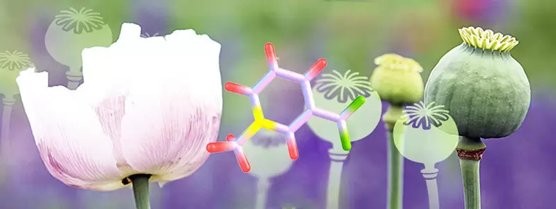 Los alcaloides: sustancias naturales con poderosas propiedades ...