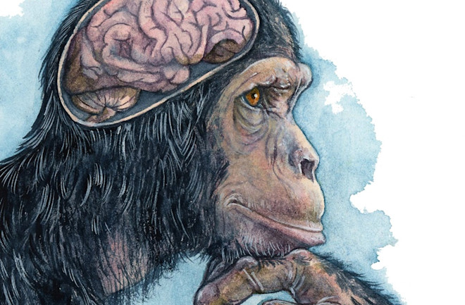 Todos los animales son inteligentes, cada uno a su manera - TRIPLENLACE